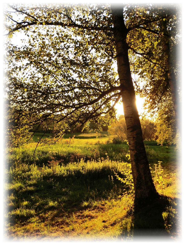 Septemberabend Foto & Bild | pflanzen, pilze & flechten, bäume ...