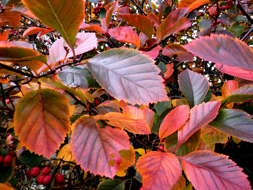 Septemberbild Foto & Bild | jahreszeiten, herbst, natur Bilder auf ...