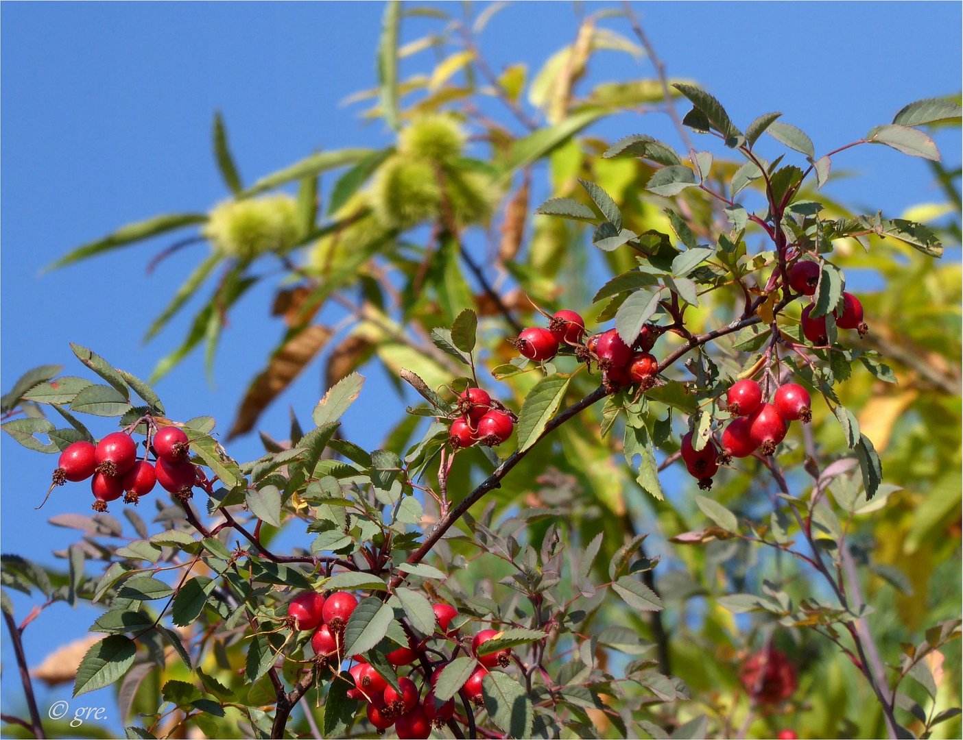 Septemberbilder * Foto & Bild | herbst, pflanzen, egelsberg Bilder auf ...