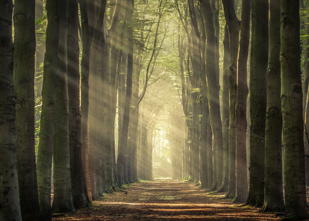 Septembermorgen #2 Foto & Bild | landschaft, alleen, bäume Bilder auf ...