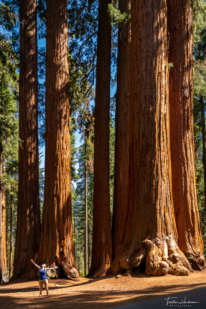 Sequoia trees - Sequoia NP (USA) Foto & Bild | north america, united ...