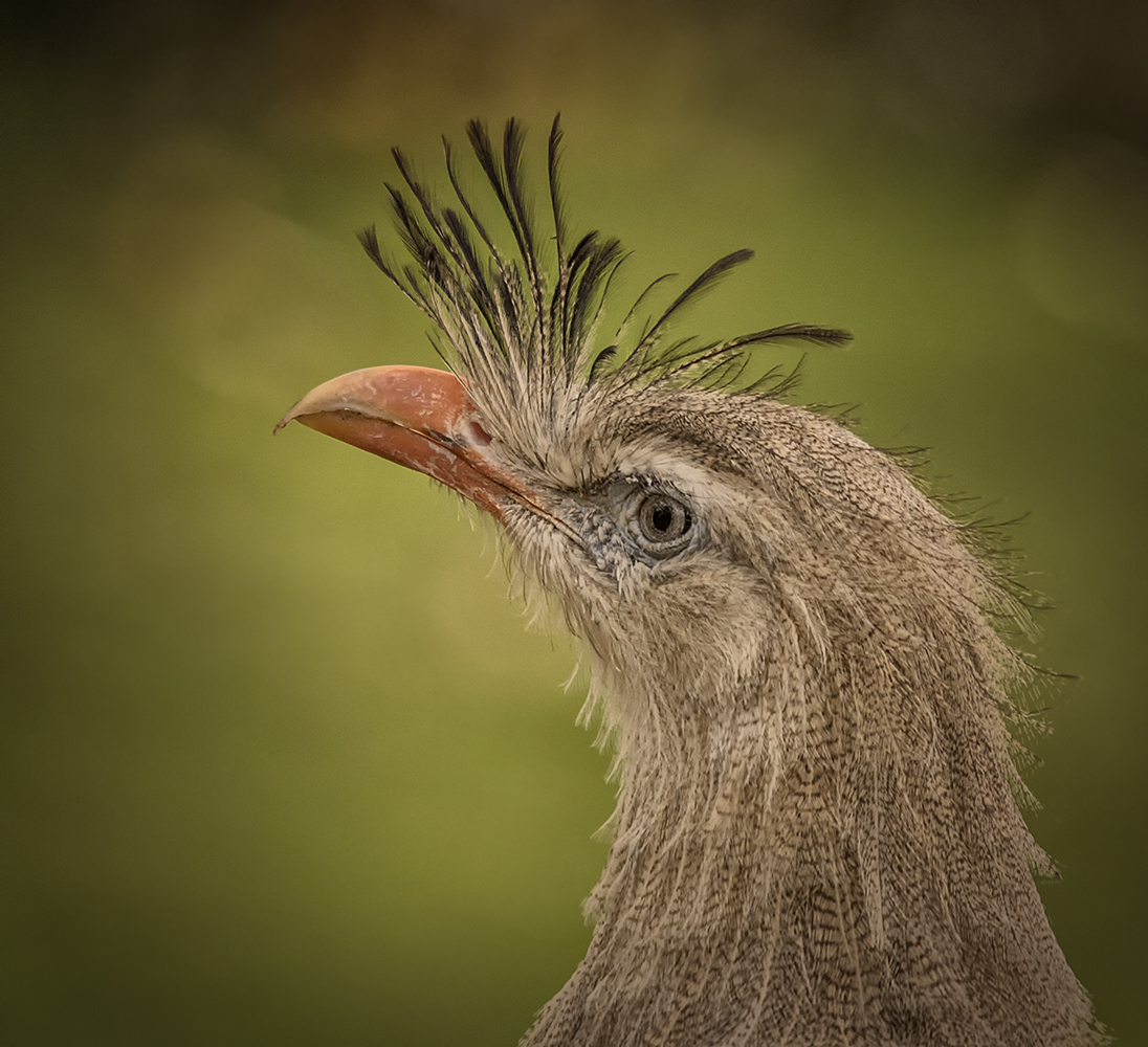 Seriema Foto & Bild | tiere, natur, zoo Bilder auf fotocommunity