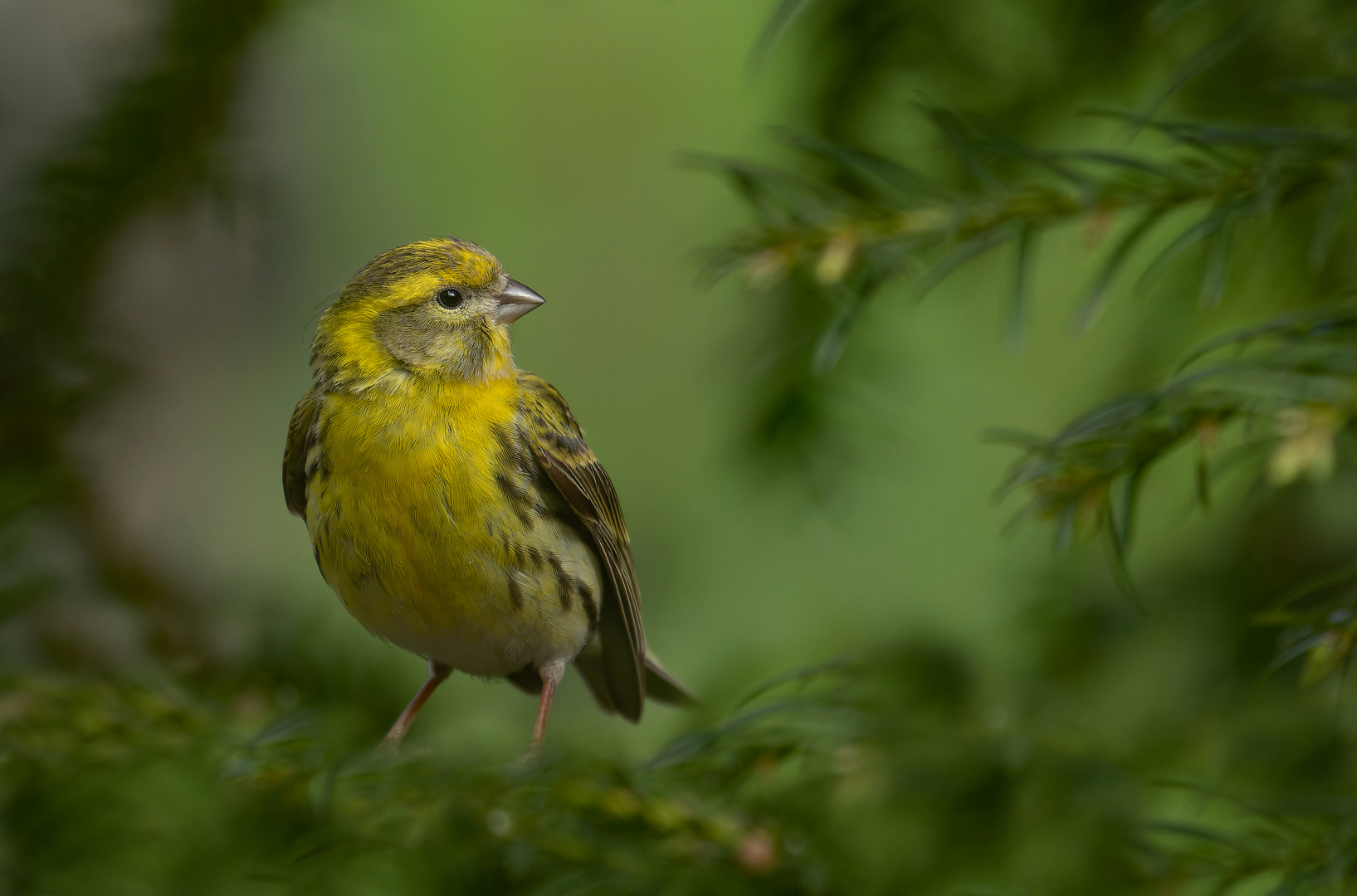 Serinus serinus - Girlitz - m Foto & Bild | natur, vogel, singvogel ...