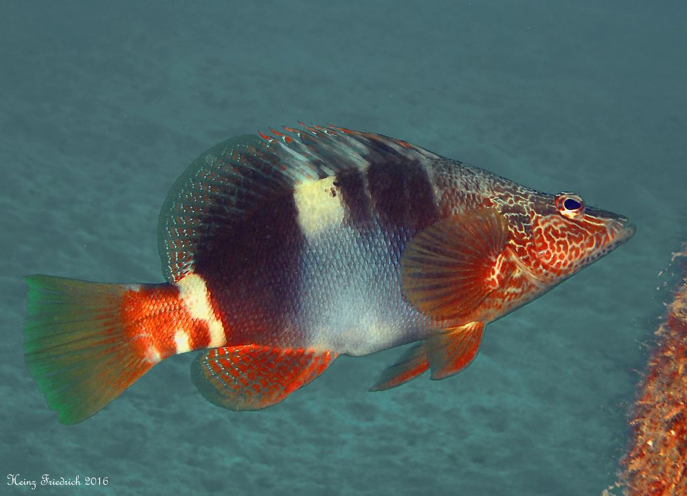 Serranus scriba Foto & Bild | unterwasser, uw-salzwasser, natur-kreativ ...