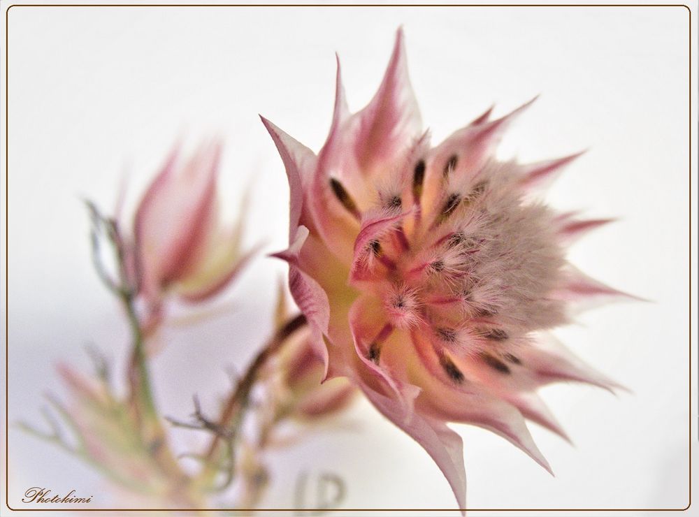 Serruria Florida. Blushing Bride Foto & Bild | spezial, natur, pflanzen ...