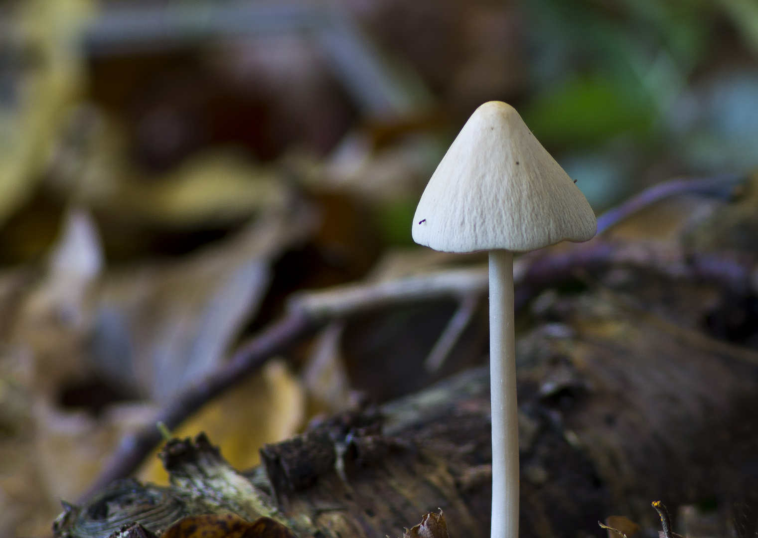 Seta Imagen & Foto | naturaleza diversa , macro, naturaleza Fotos de ...