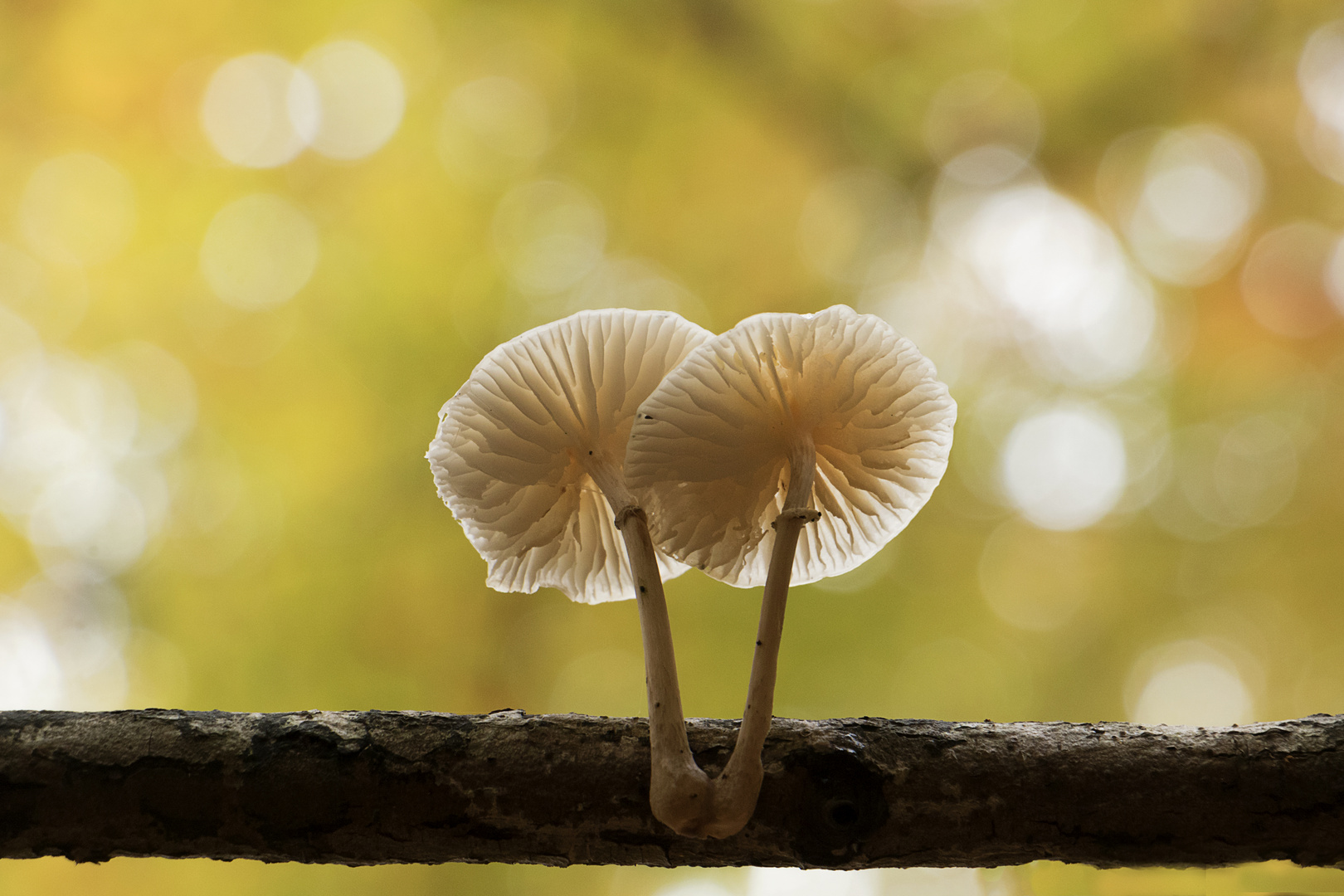 Setas Imagen & Foto | diversa, naturaleza Fotos de fotocommunity