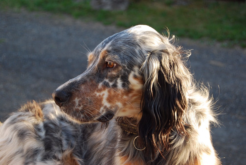 setter photo et image | animaux, animaux domestiques, chiens Images ...