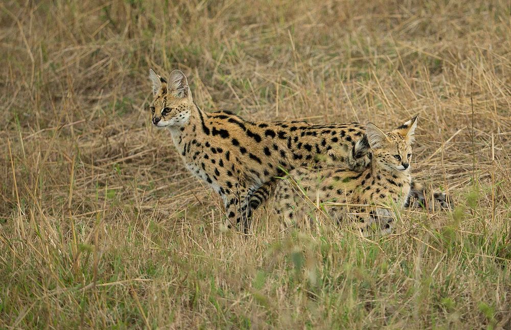 Seval mit Nachwuchs Foto & Bild | tiere, wildlife, säugetiere Bilder ...