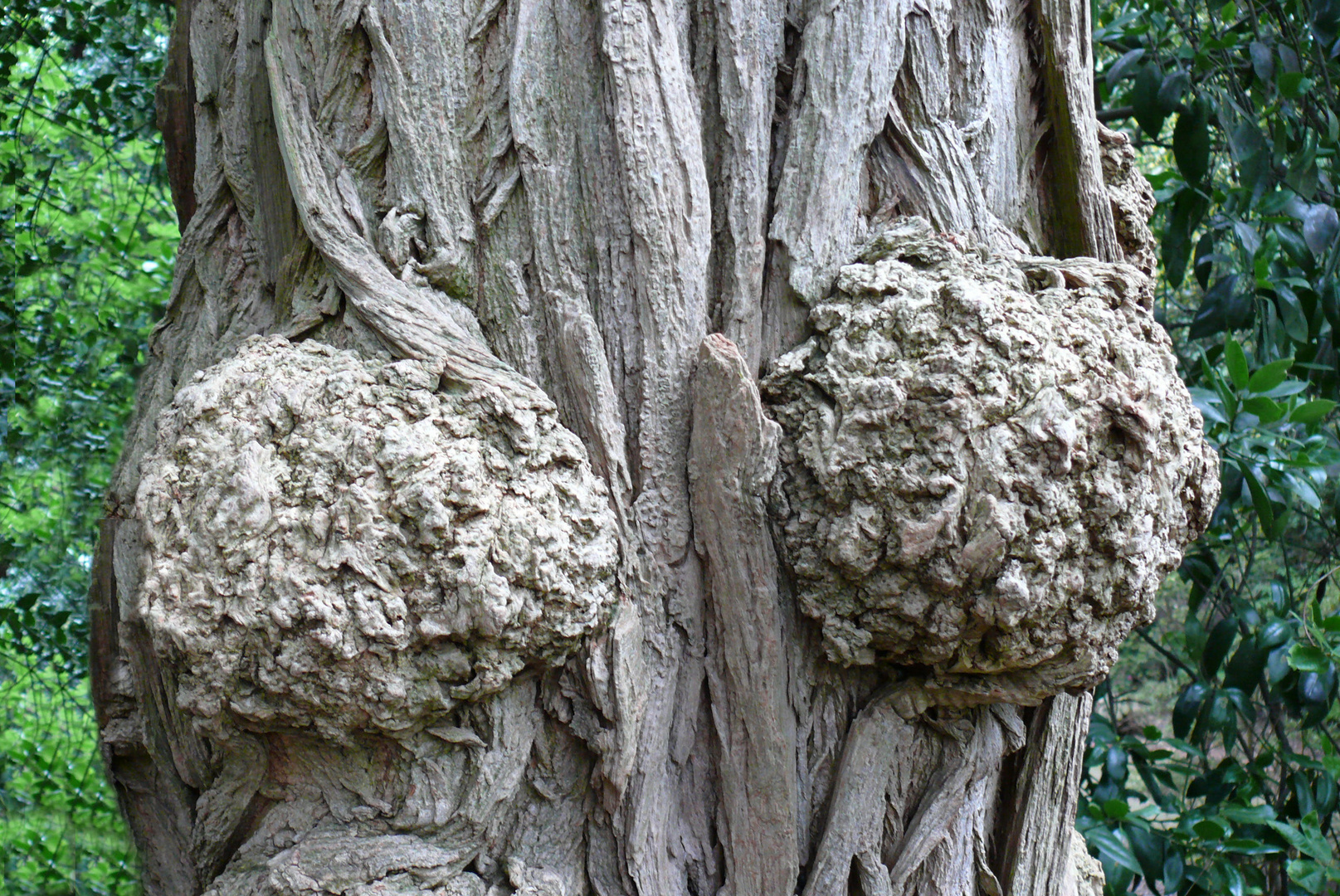 Sexy Tree ... Foto & Bild | bäume, baum, natur Bilder auf fotocommunity