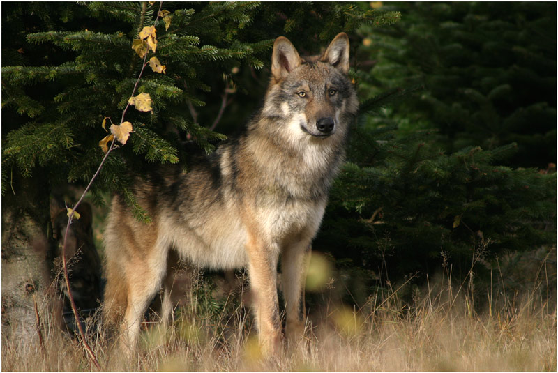 Shadow der Grauwolf Foto & Bild | tiere, zoo, wildpark & falknerei ...