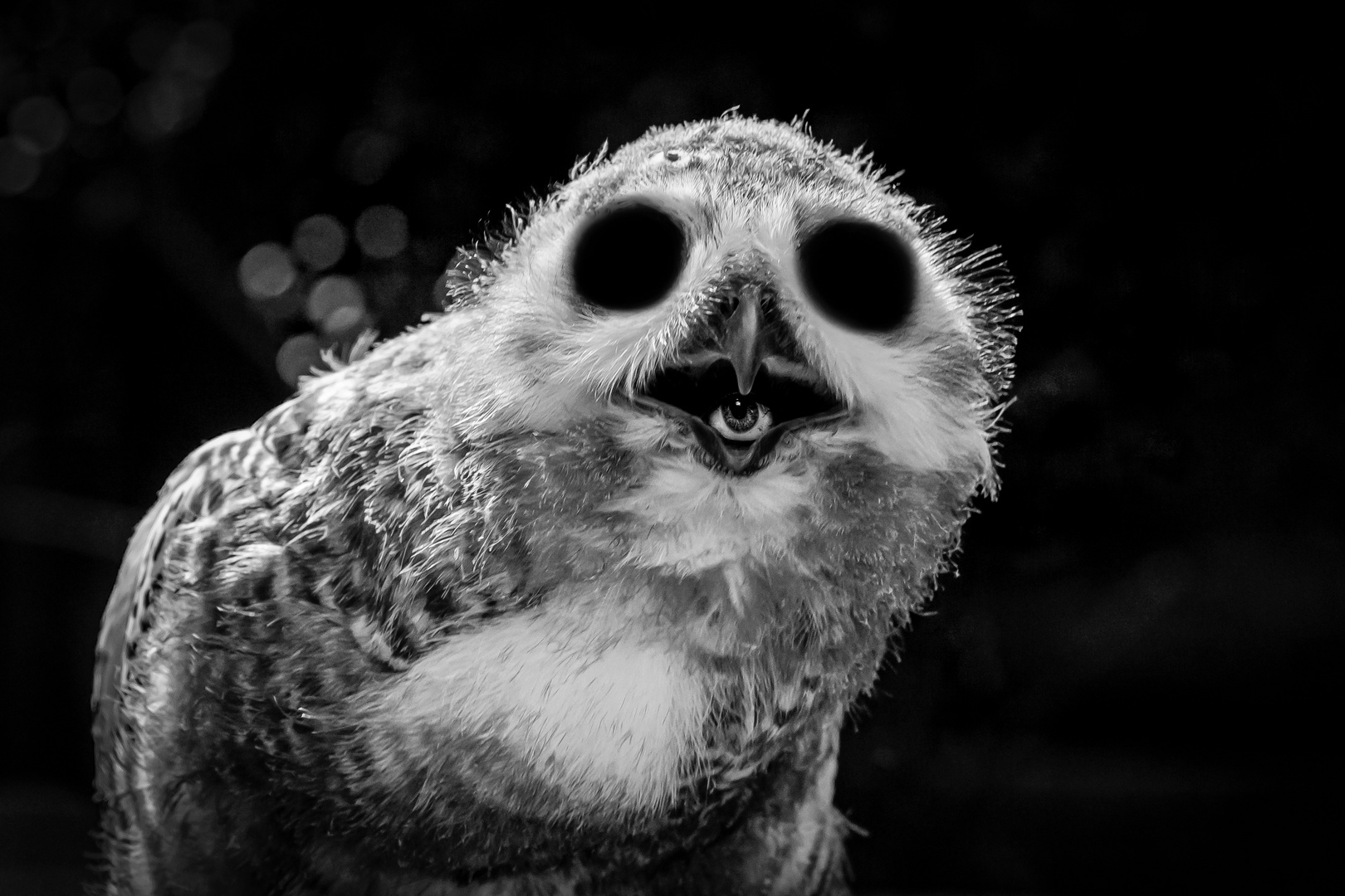 Shadow Owl Foto & Bild | fotomontage, fantasy mystery, fantasy ...