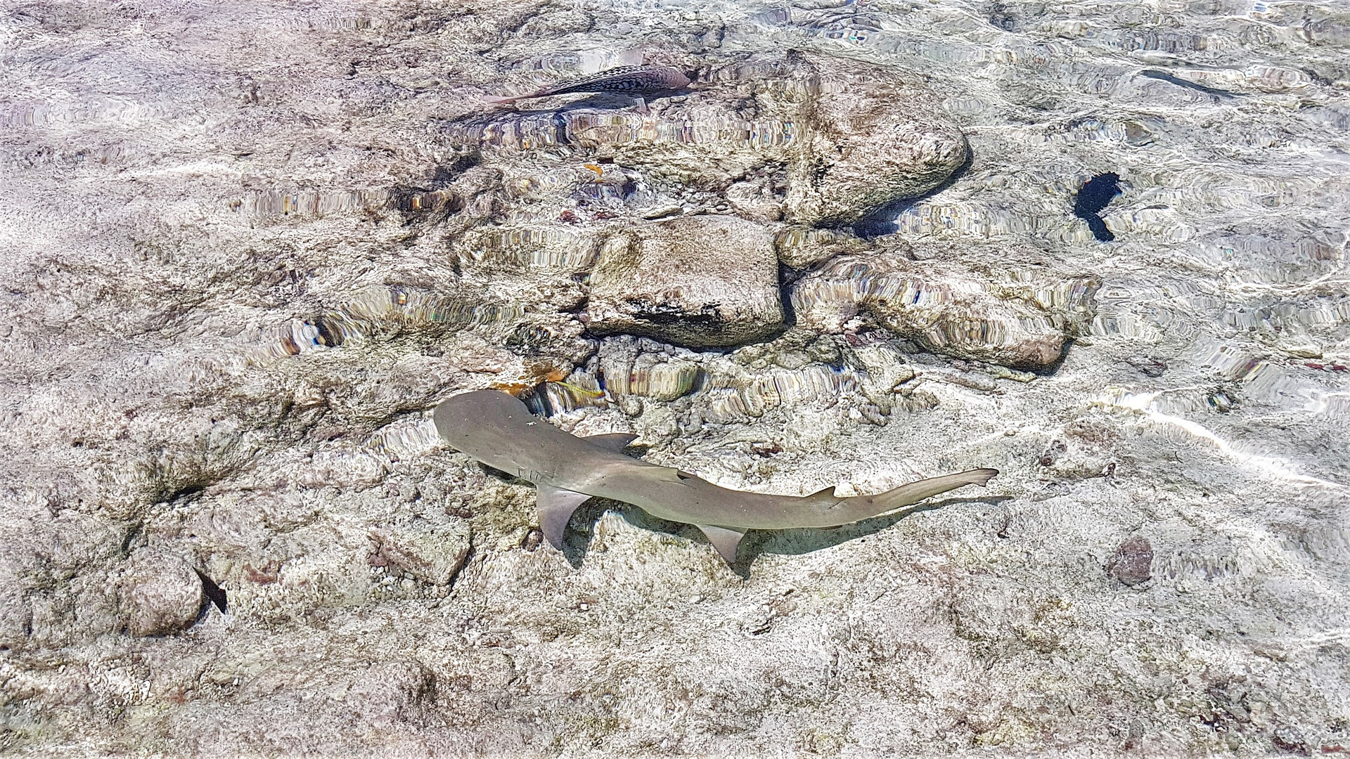 Sharky Foto & Bild | world, meer, natur Bilder auf fotocommunity