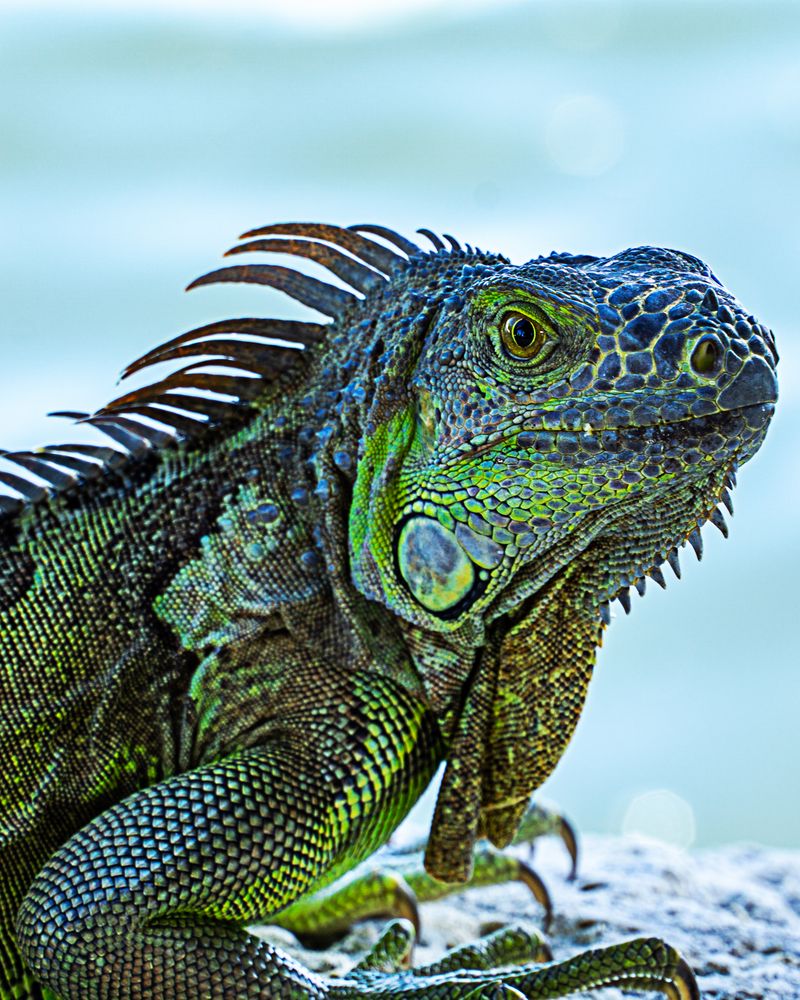 Sharp Reptile Foto & Bild | tiere, wildlife, amphibien & reptilien ...