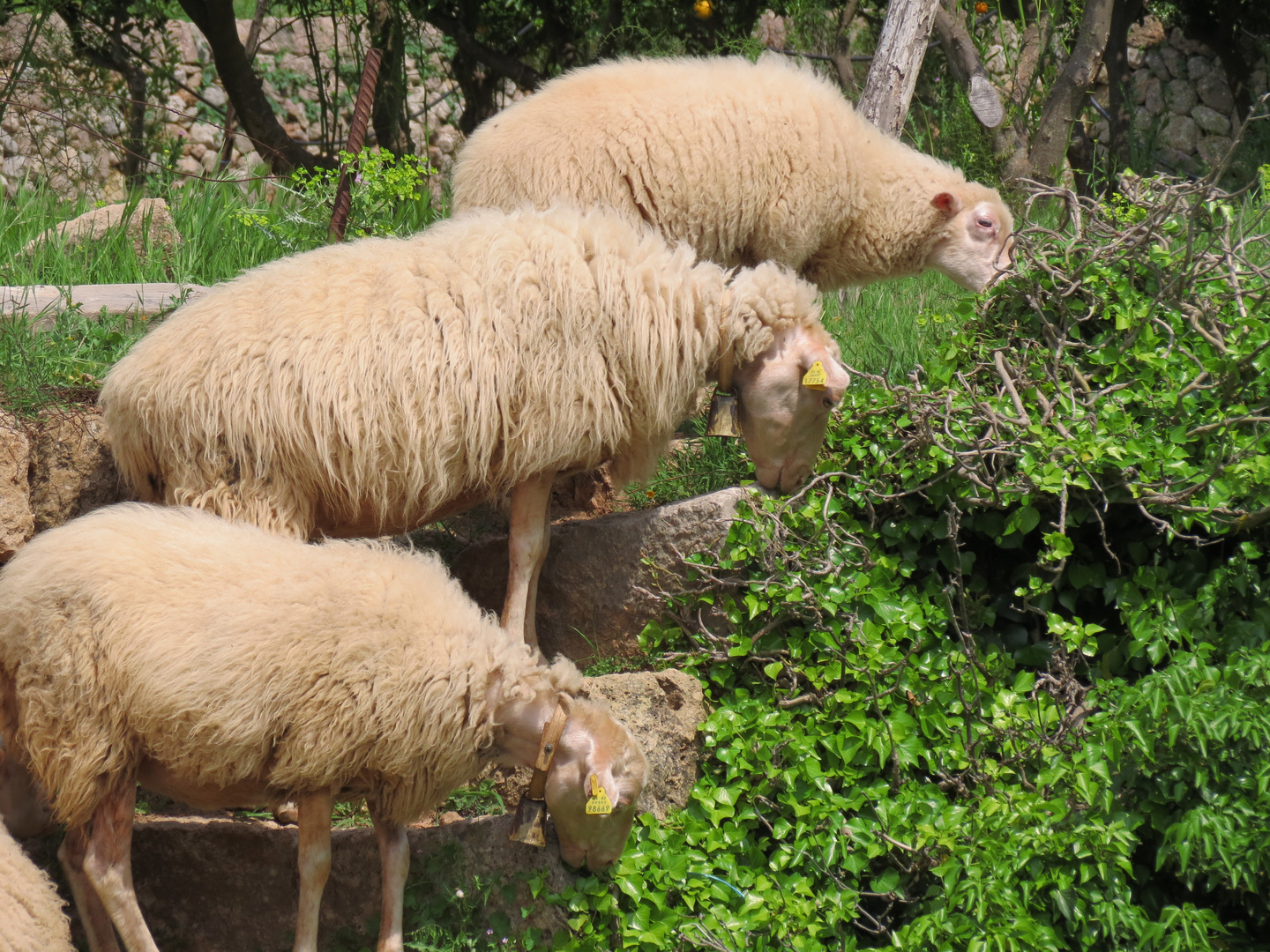 sheep in a row Foto & Bild | tiere, haustiere, nutztiere Bilder auf ...