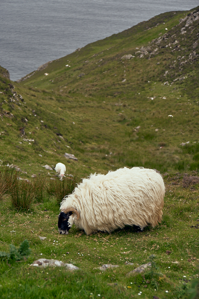 Sheepy Foto & Bild | europe, united kingdom & ireland, ireland Bilder ...