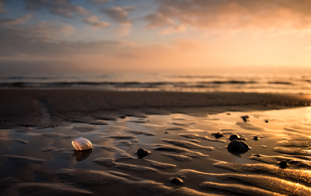 shell Foto & Bild | wasser, ostsee, natur Bilder auf fotocommunity