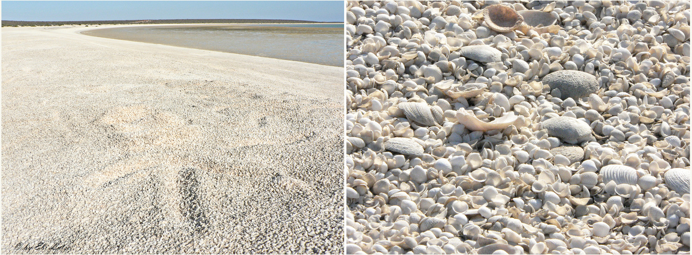 ** Shell Beach / a Beach with no Sand ** Foto & Bild | australia ...