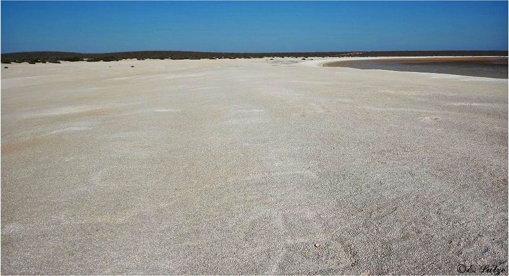 * Shell Beach / shark bay WA * Foto & Bild | australia & oceania ...