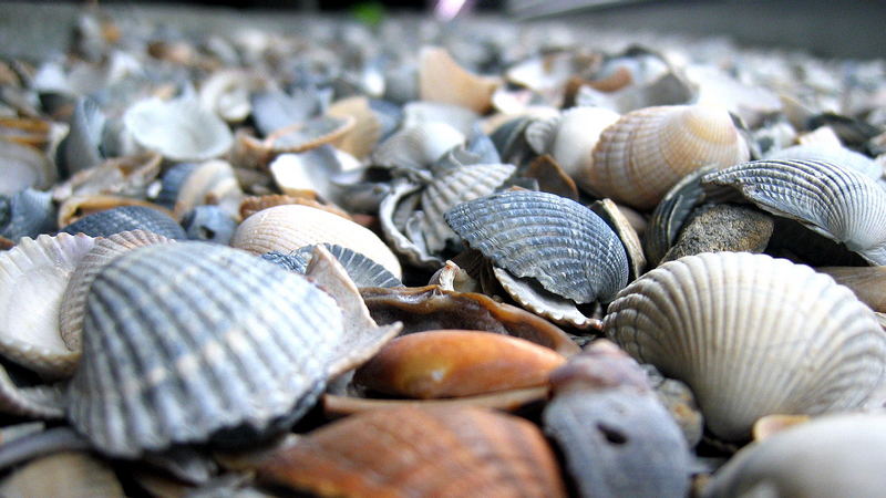 shell world Foto & Bild | sonstiges, natur und technik, makros Bilder ...