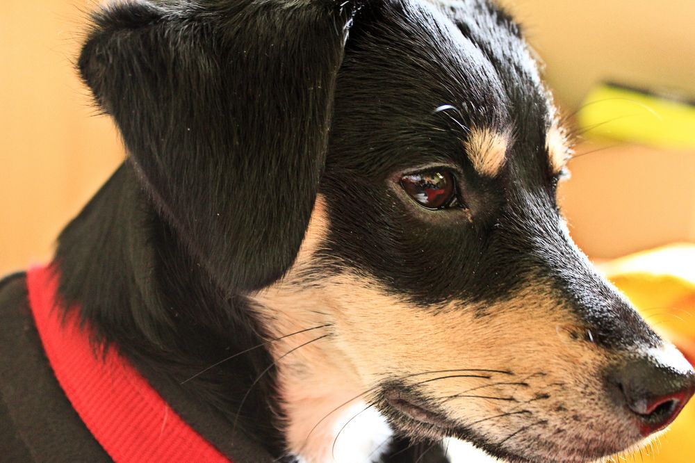 Shelly. Foto & Bild | tiere, tierfreundschaften, hund Bilder auf ...