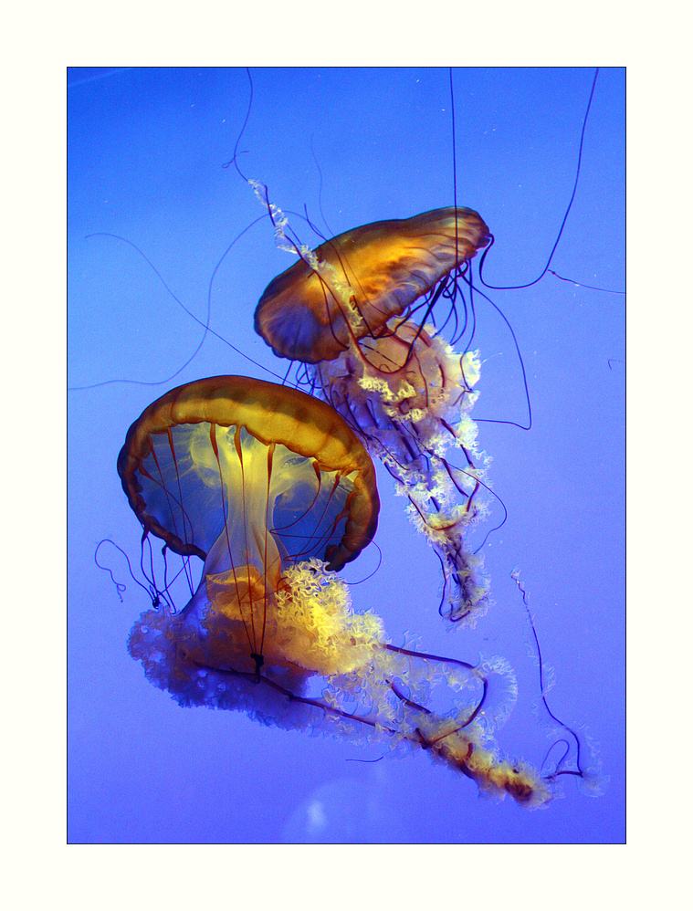 Shellyfish... Foto & Bild | tiere, zoo, wildpark & falknerei, zoo ...