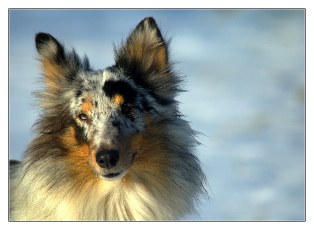 Shelti Foto & Bild | tiere, haustiere, hunde Bilder auf fotocommunity