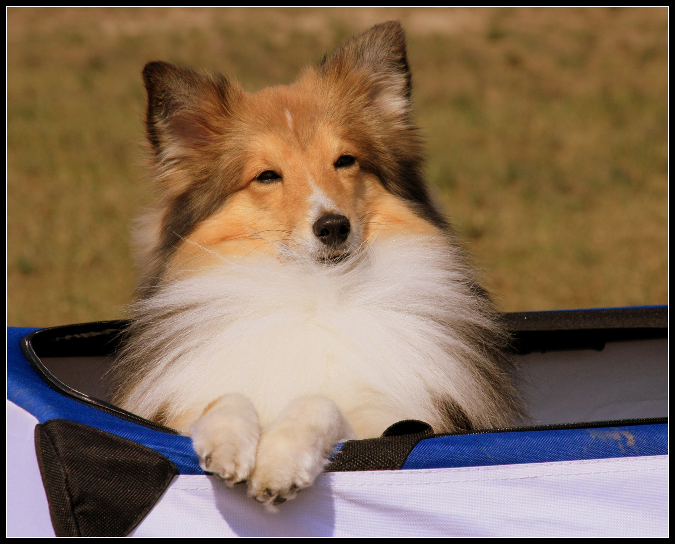 Sheltie Foto & Bild | tiere, haustiere, hunde Bilder auf fotocommunity