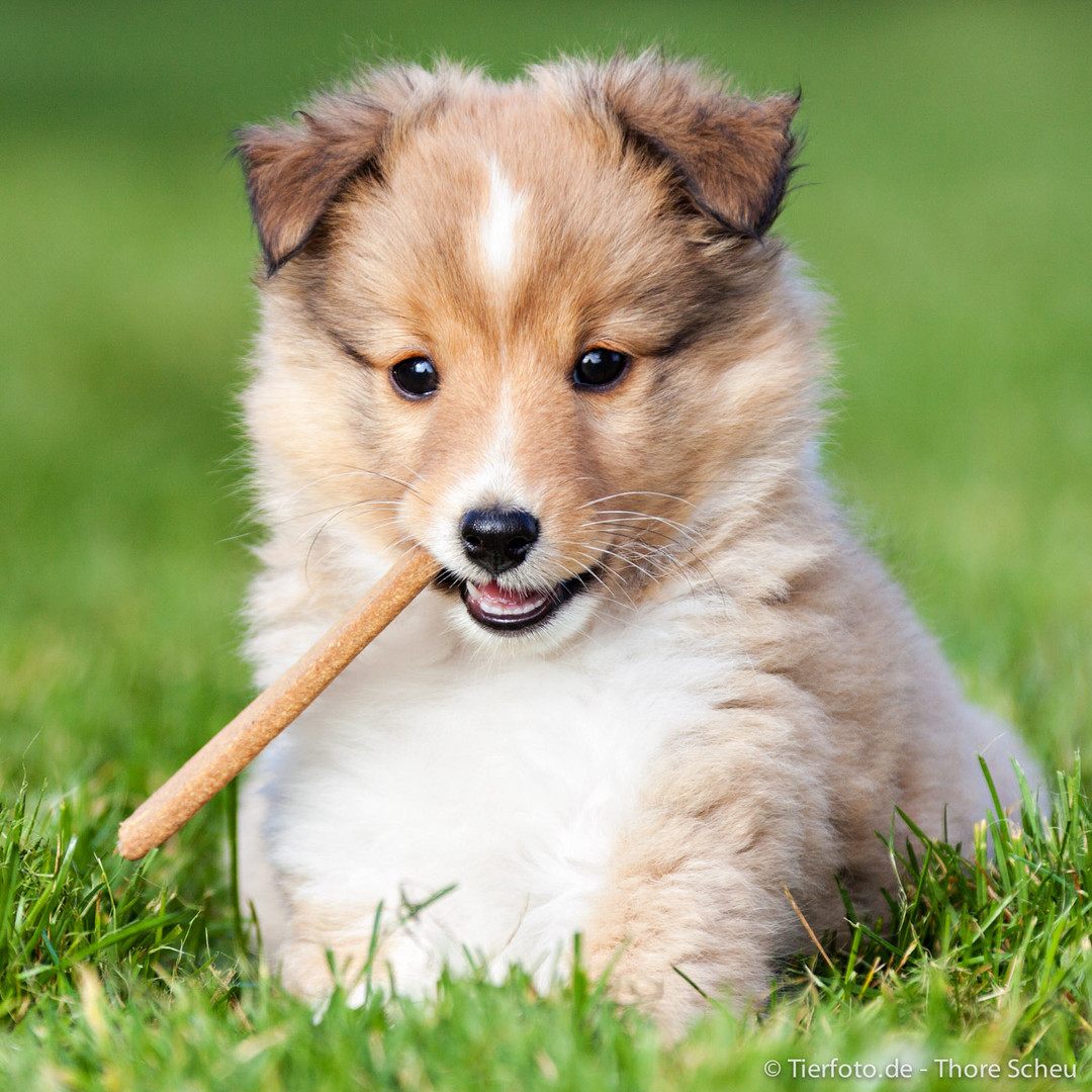 Sheltie Welpe Foto & Bild | tiere, tierkinder, tierfotos Bilder auf ...