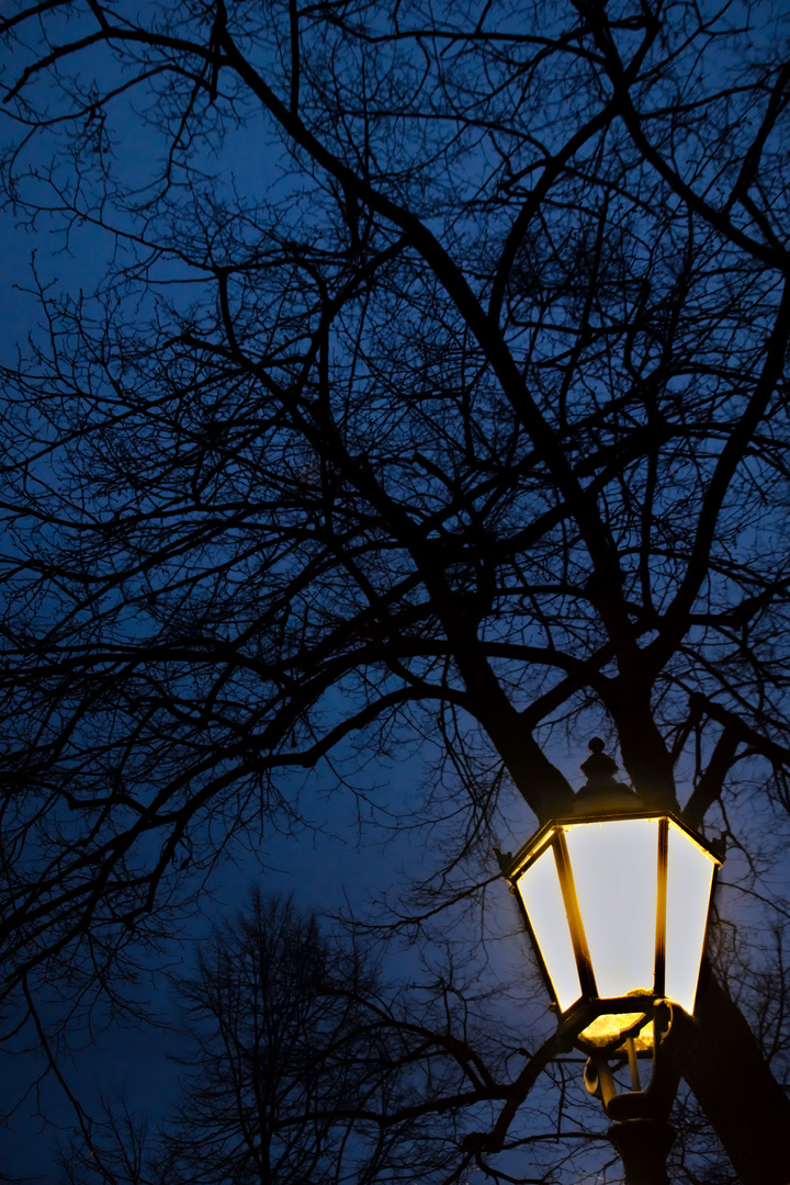 Shining Tree Foto & Bild | pflanzen, pilze & flechten, bäume, baum ...