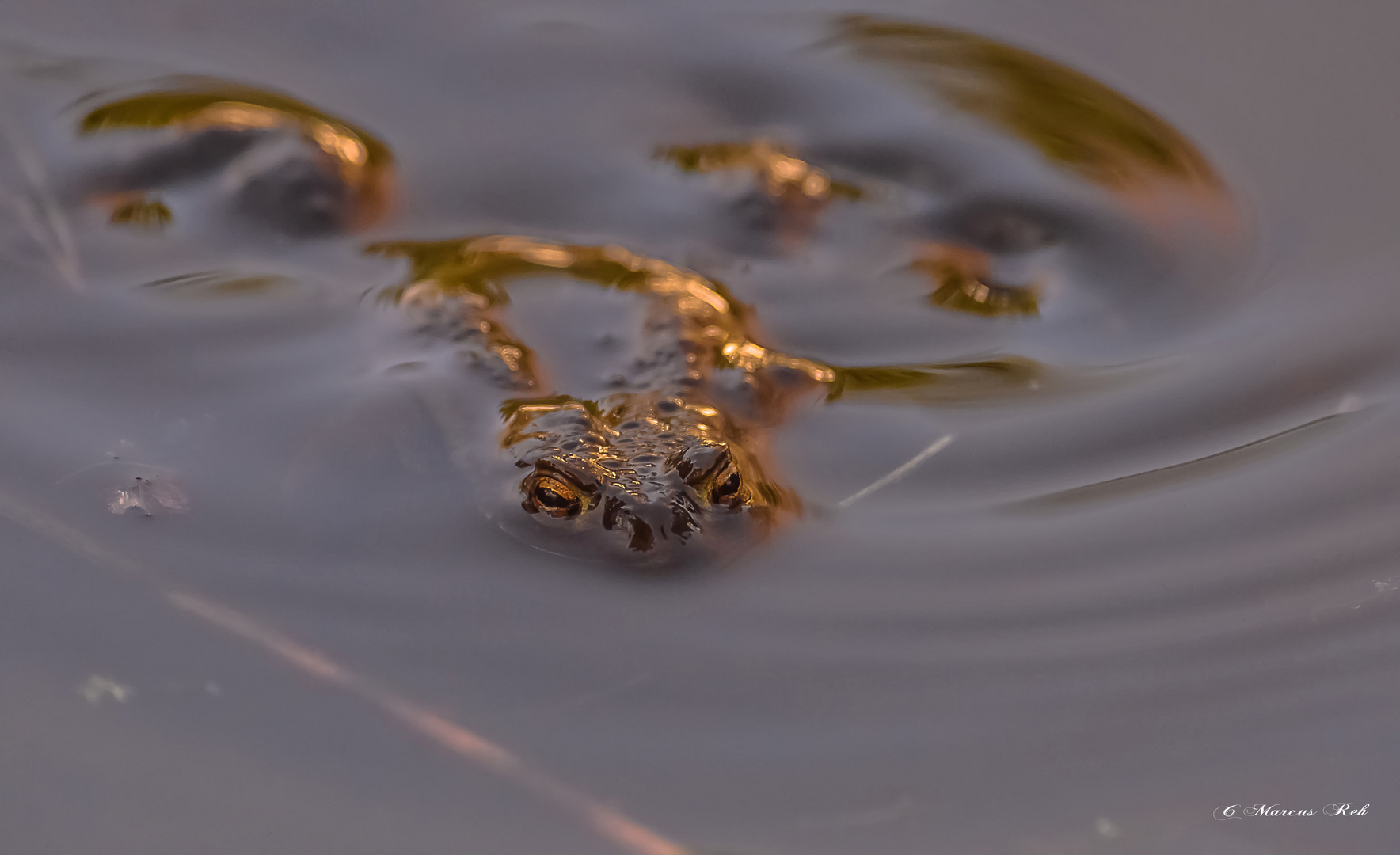 Shiny ... Foto & Bild | tiere, wildlife, amphibien & reptilien Bilder ...