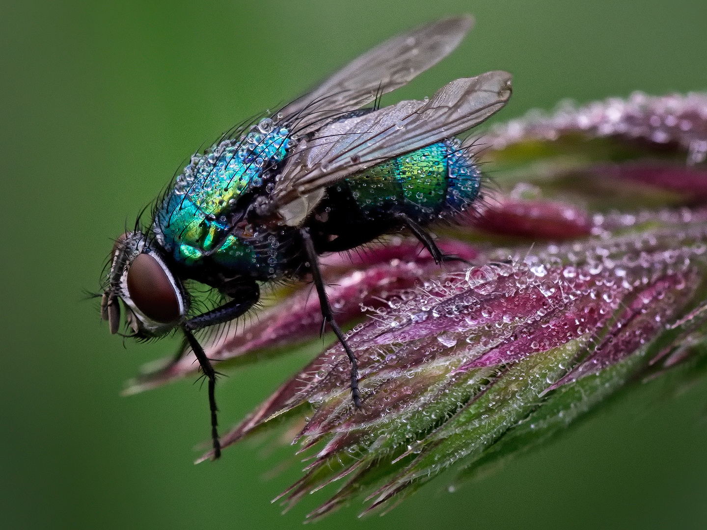 Shiny, happy Fly... Foto & Bild | tiere, wildlife, insekten Bilder auf ...