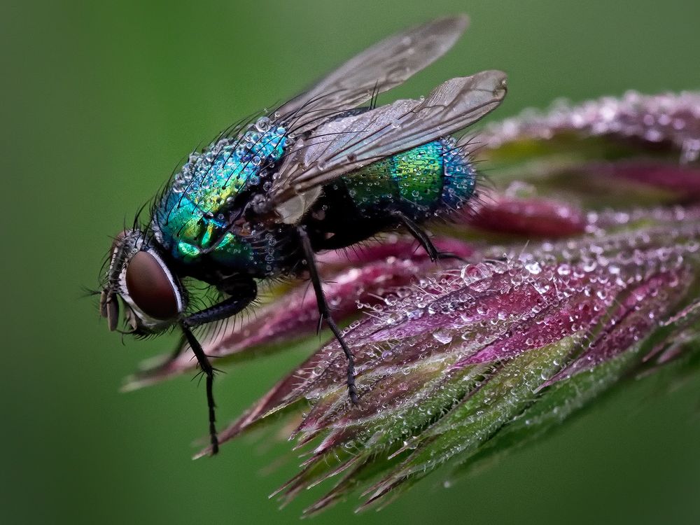 Shiny, happy Fly... Foto & Bild | tiere, wildlife, insekten Bilder auf ...