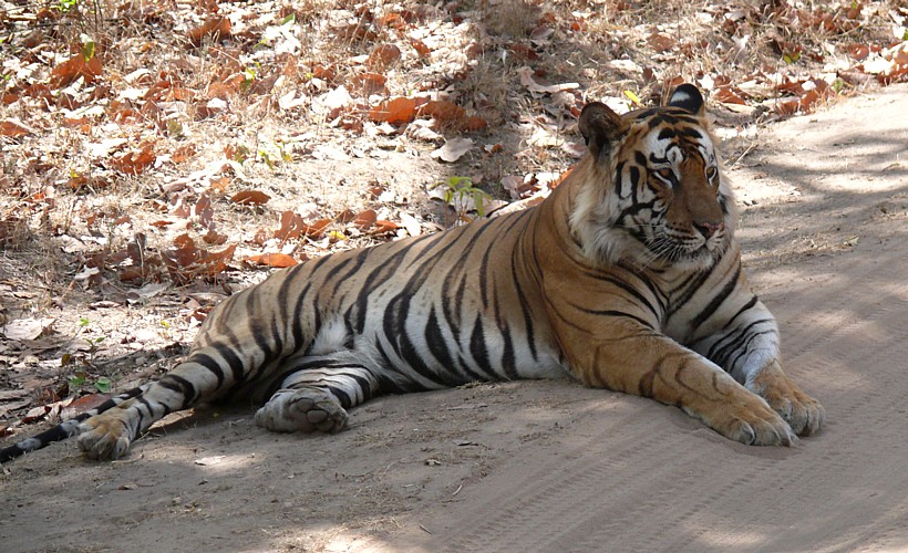 Shir Khan Foto & Bild | natur, tiere, wildlife Bilder auf fotocommunity