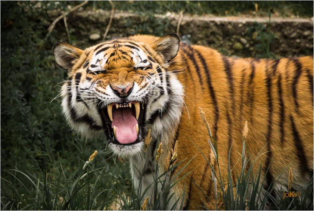 Shir Khan ist stark gefährdet Foto & Bild | münchen, natur, katze ...