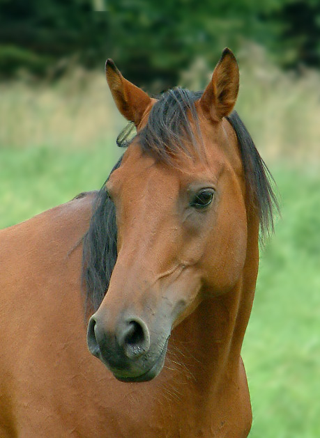 Shir Khan - Portrait Foto & Bild | tiere, haustiere, pferde, esel ...