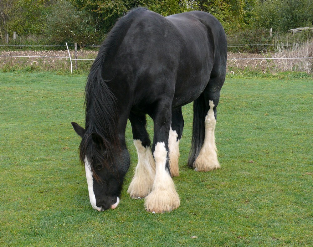 Shire Horse Foto & Bild | tiere, haustiere, pferde, esel, maultiere ...