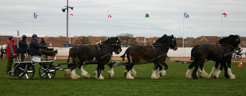 Shire Horse Sechsergespann Foto & Bild | tiere, haustiere, pferde, esel ...