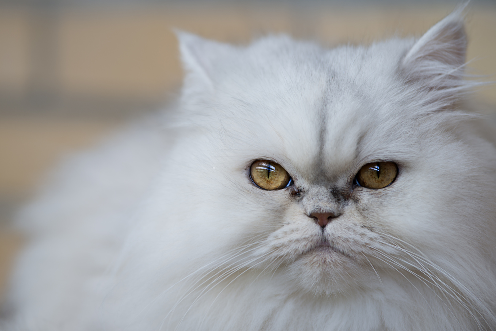 Shiva Perserkatze Foto & Bild | tiere, haustiere, katzen Bilder auf ...