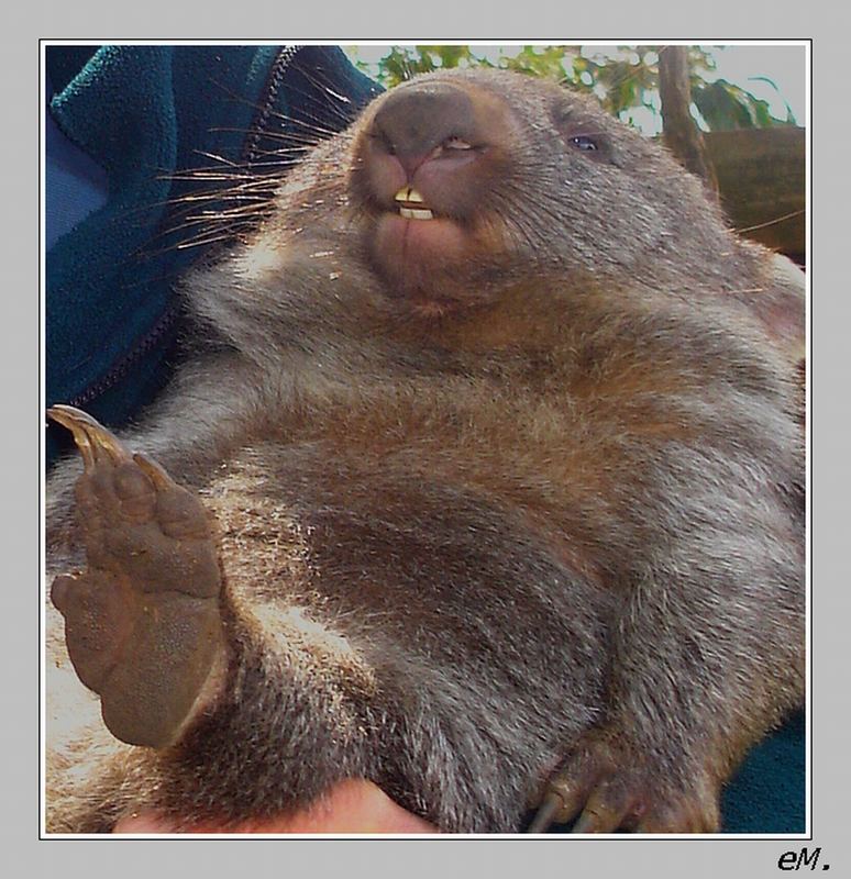 ...shocked wombat.... Foto & Bild | tiere, wildlife, säugetiere Bilder ...