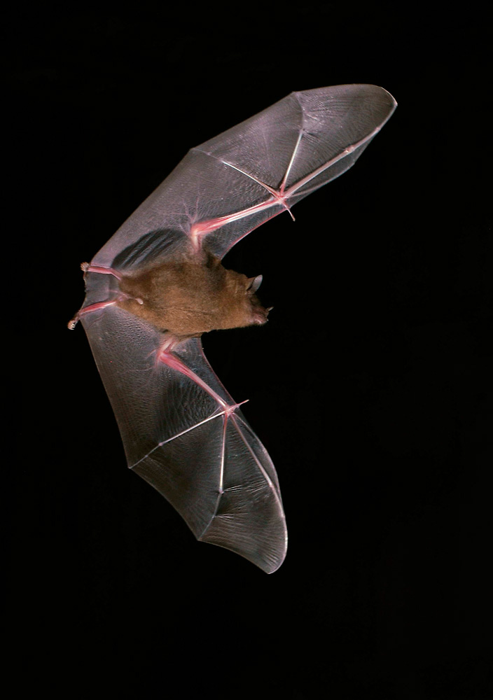 Short-tailed Fruit Bat ( Carollia perspicillata ) Brillenblattnase Foto ...