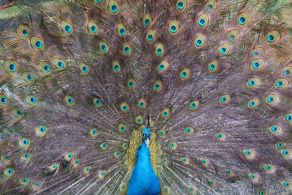 Show-Pfau II Foto & Bild | natur, zoo, tiere Bilder auf fotocommunity