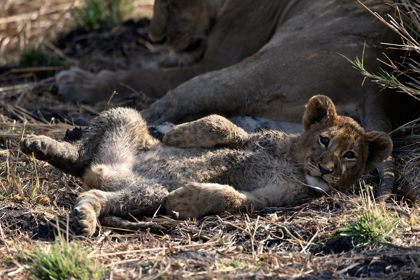 Shumba Foto & Bild | world, natur, afrika Bilder auf fotocommunity