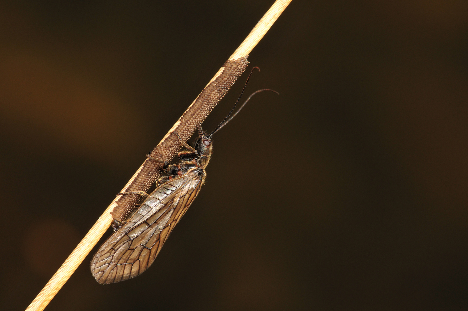 SIALIS photo et image | macro nature, macro insectes, sialis lutaria ...