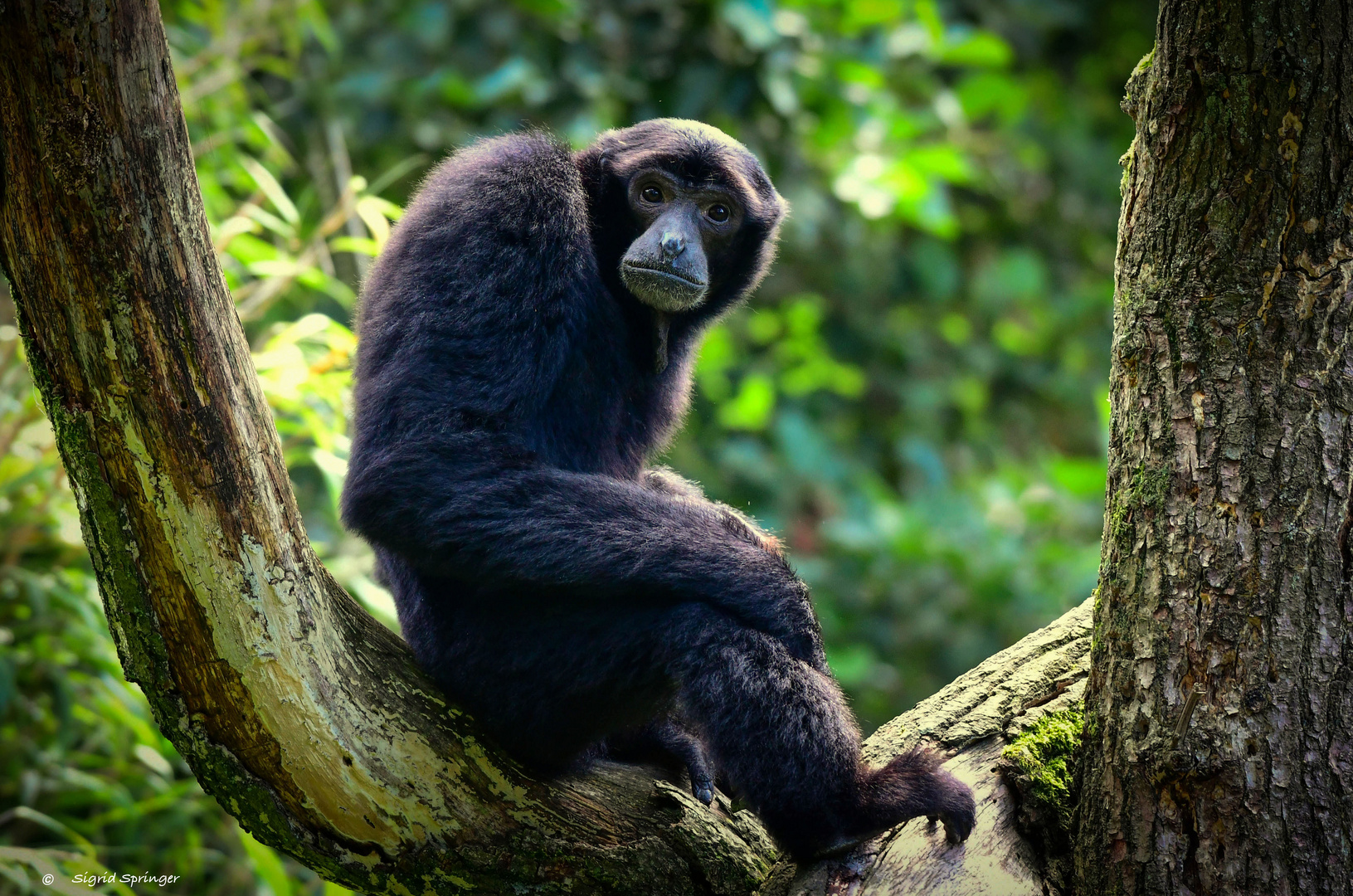Siamang Foto & Bild | natur, tiere, säugetiere Bilder auf fotocommunity
