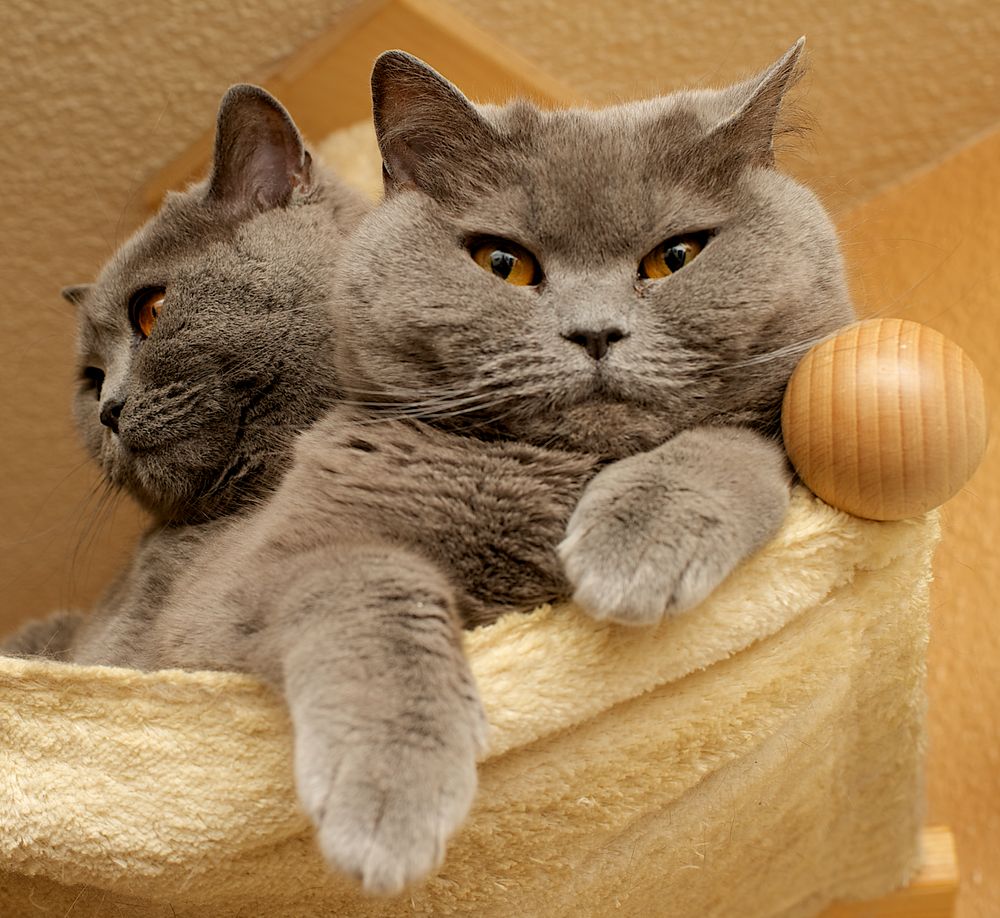 Siamesische Zwillinge... Foto & Bild | tiere, haustiere, katzen Bilder auf fotocommunity