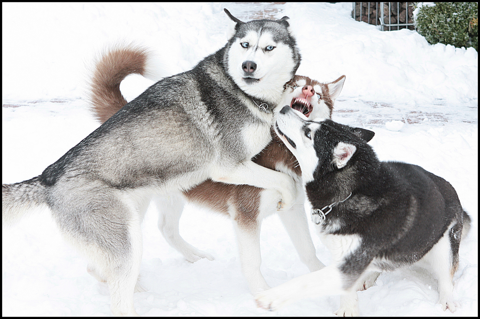 Siberian Husky Rudel Foto & Bild | tiere, haustiere, hunde Bilder auf ...