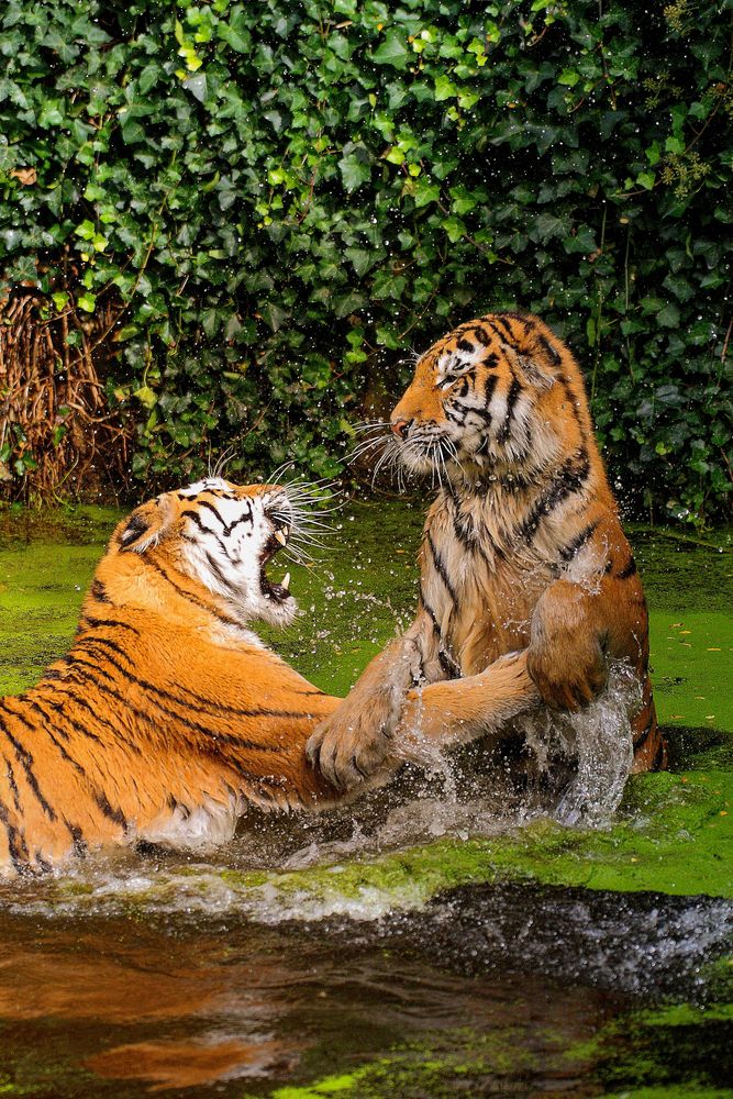 Sibirische Tiger Foto & Bild | natur, tiere, raubtiere Bilder auf ...