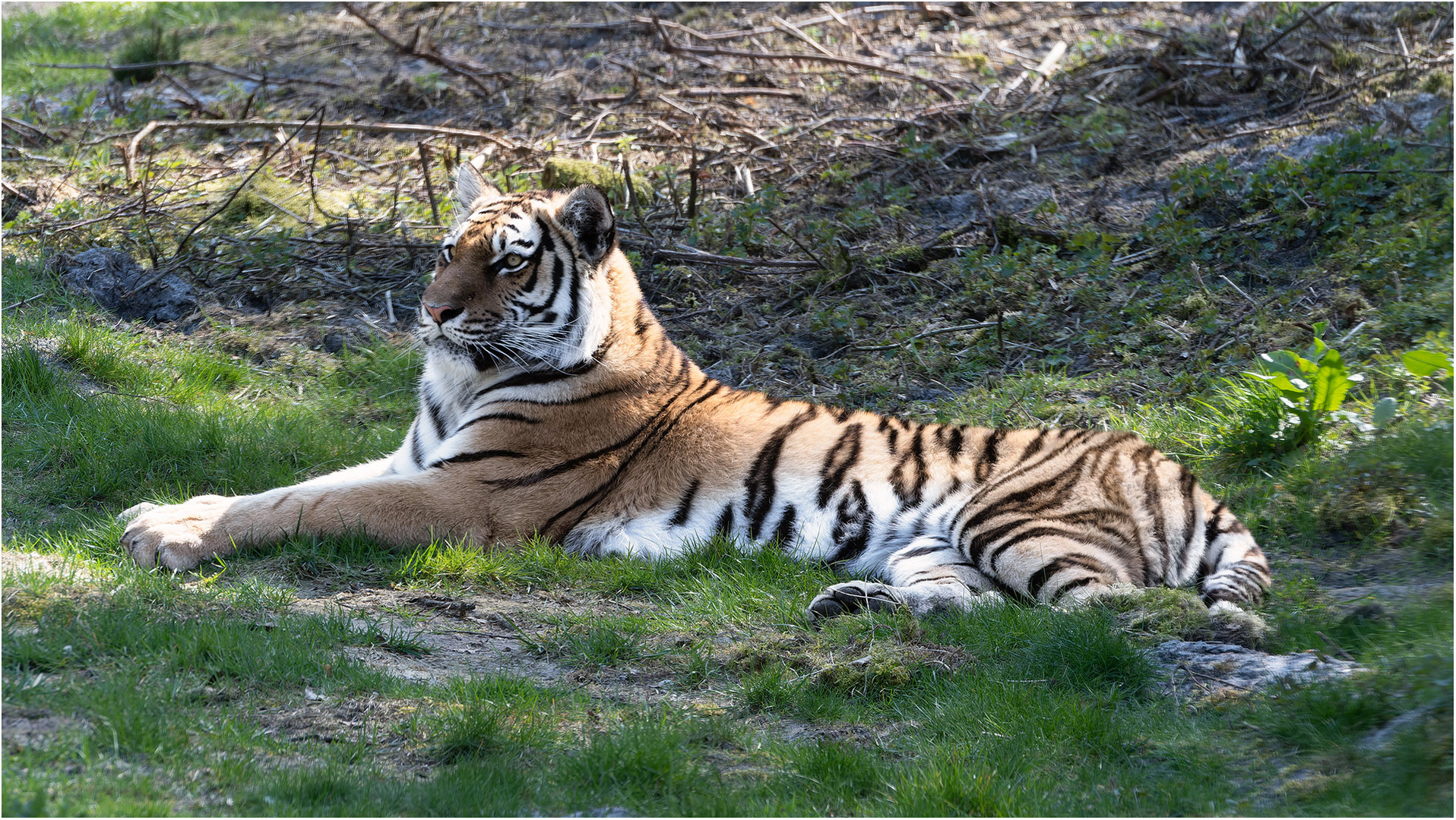 Sibirische Tigerin Foto & Bild | nature, natur, portrait Bilder auf ...