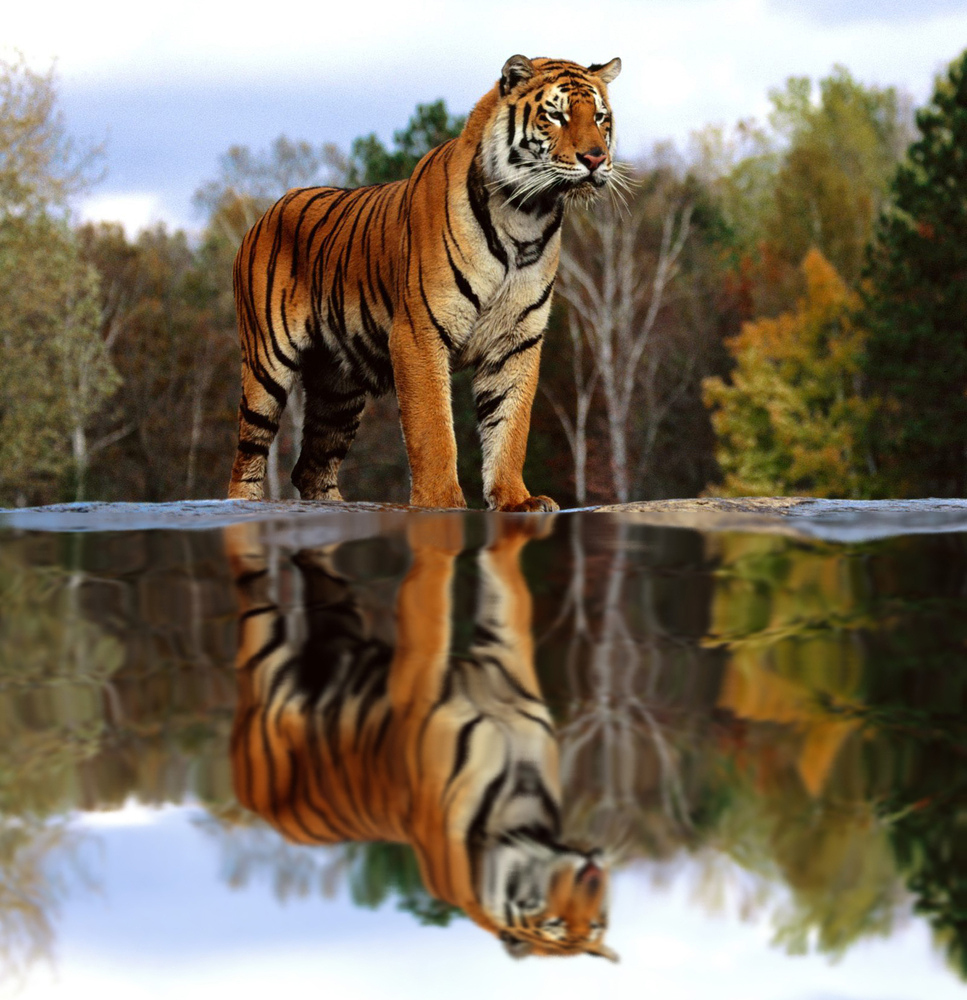 Sibirischer Königstiger Foto & Bild | bearbeitungs - techniken, filtertechniken, digiart Bilder ...